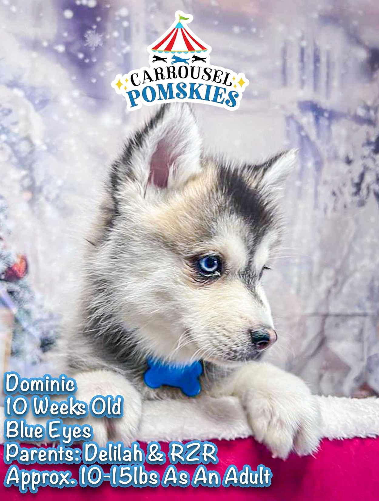 Newest Litters – Carrousel Pomskies US