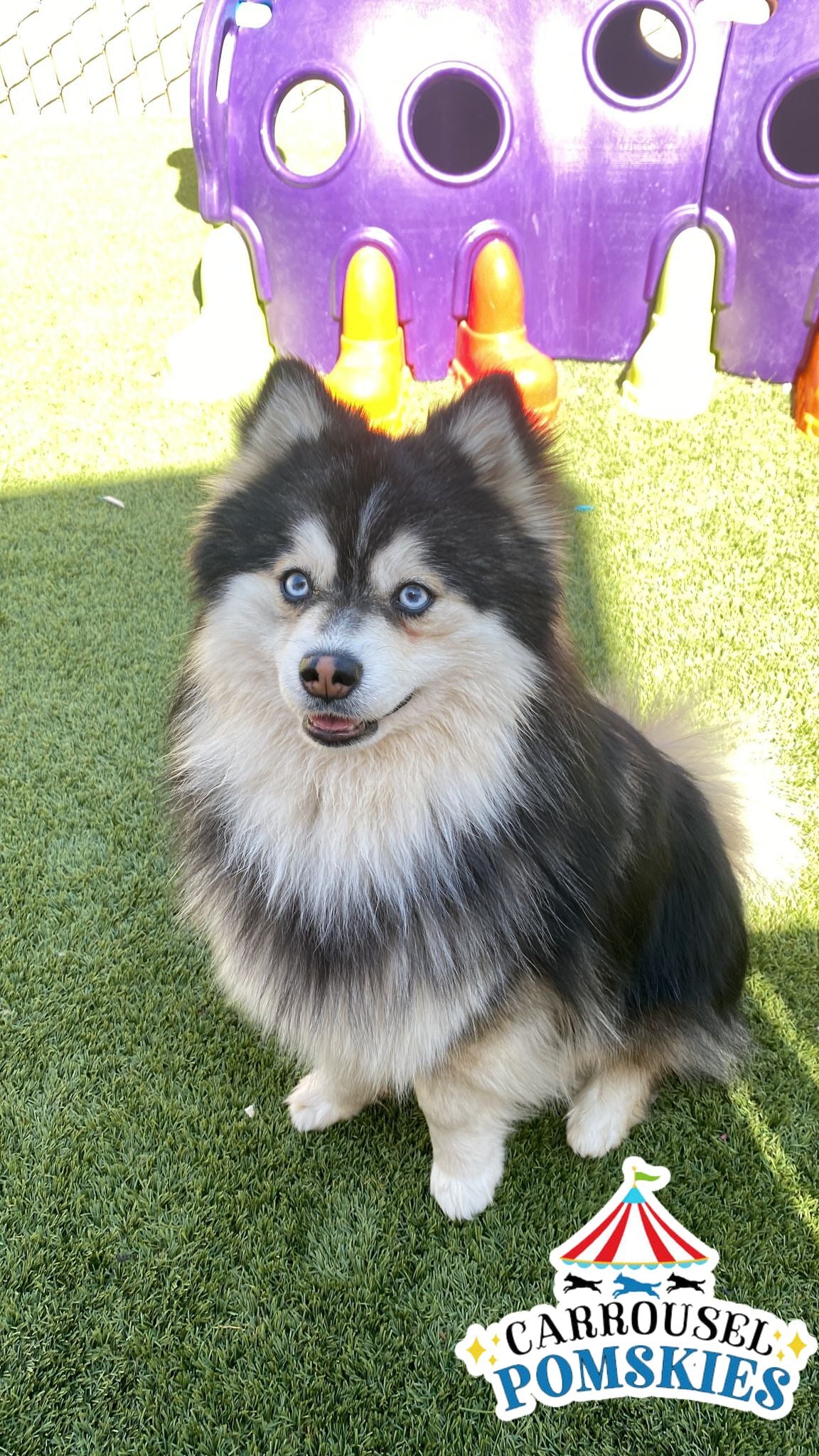 Newest Litters – Carrousel Pomskies US