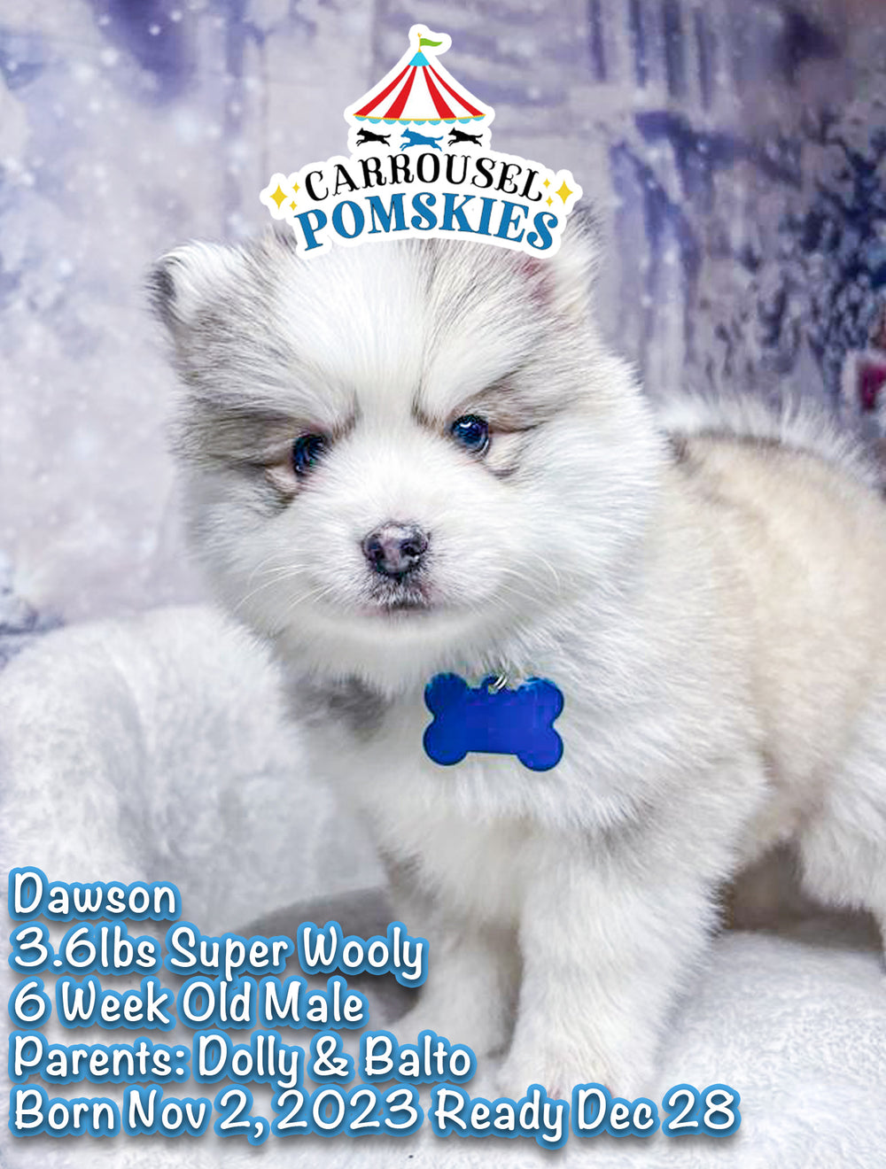 Newest Litters – Carrousel Pomskies US